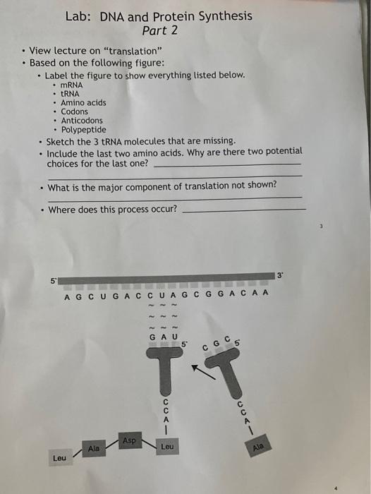 Solved Lab: DNA and Protein Synthesis Part 1 Based on the | Chegg.com