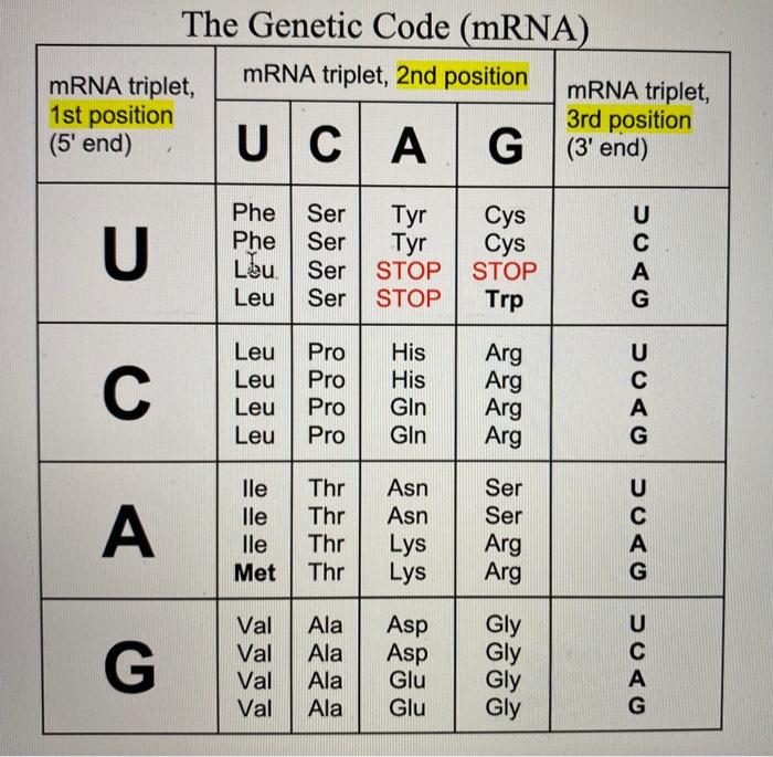 Solved The Genetic Code (mRNA) mRNA triplet, mRNA triplet, | Chegg.com