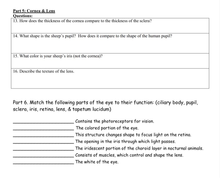 Solved Part 5: Cornea & Lens Questions: 13. How does the | Chegg.com