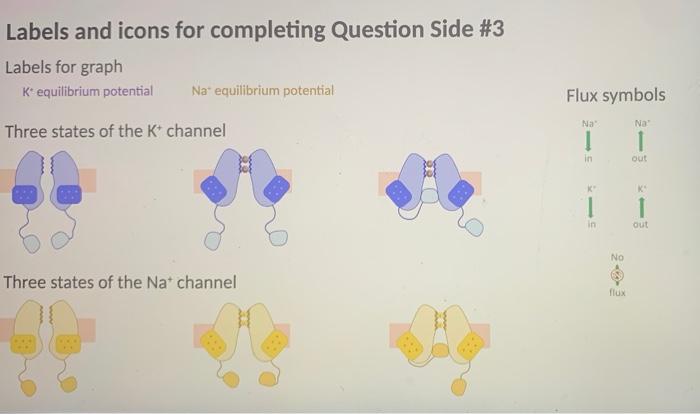 Solved 2 Question Side # K+ Channel Here is a cartoon of the | Chegg.com