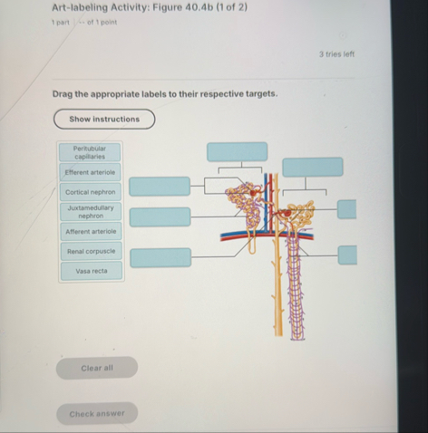 Solved Art-labeling Activity: Figure 40.4 ﻿b (1 ﻿of 2)1 | Chegg.com