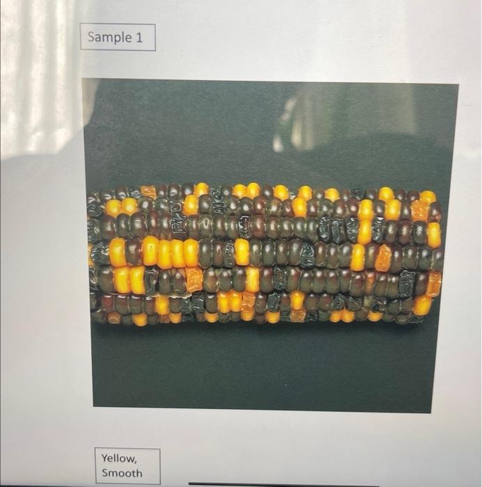 Genetics of Corn Corn is one of the world's most | Chegg.com