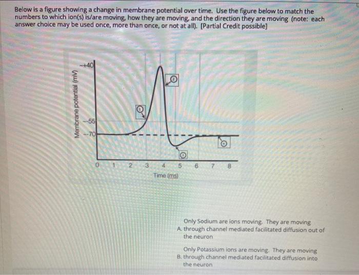 Solved Below is a figure showing a change in membrane | Chegg.com