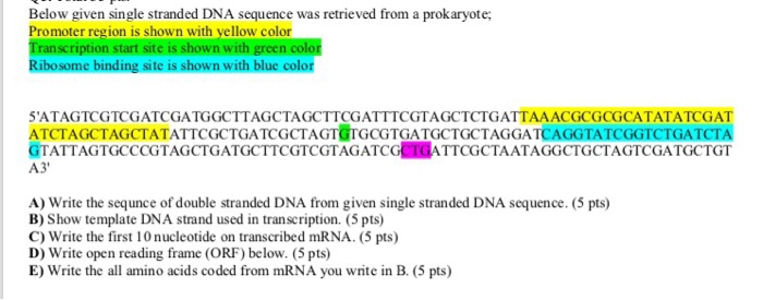 Solved Below given single stranded DNA sequence was | Chegg.com