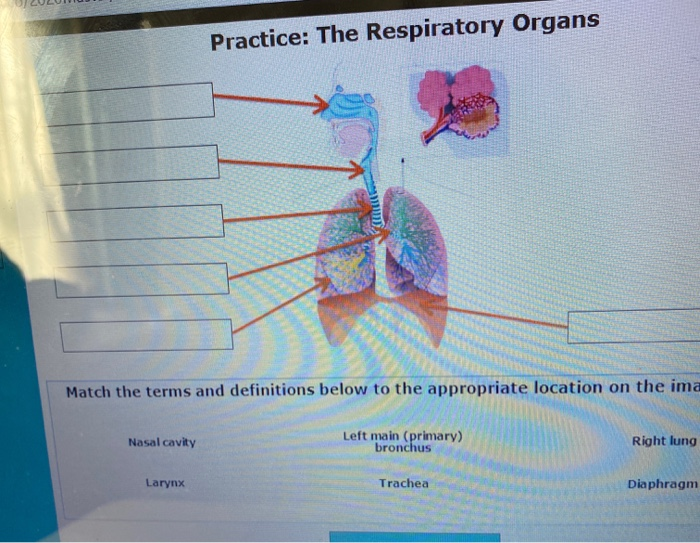 Solved Practice: The Respiratory Organs Match the terms and | Chegg.com