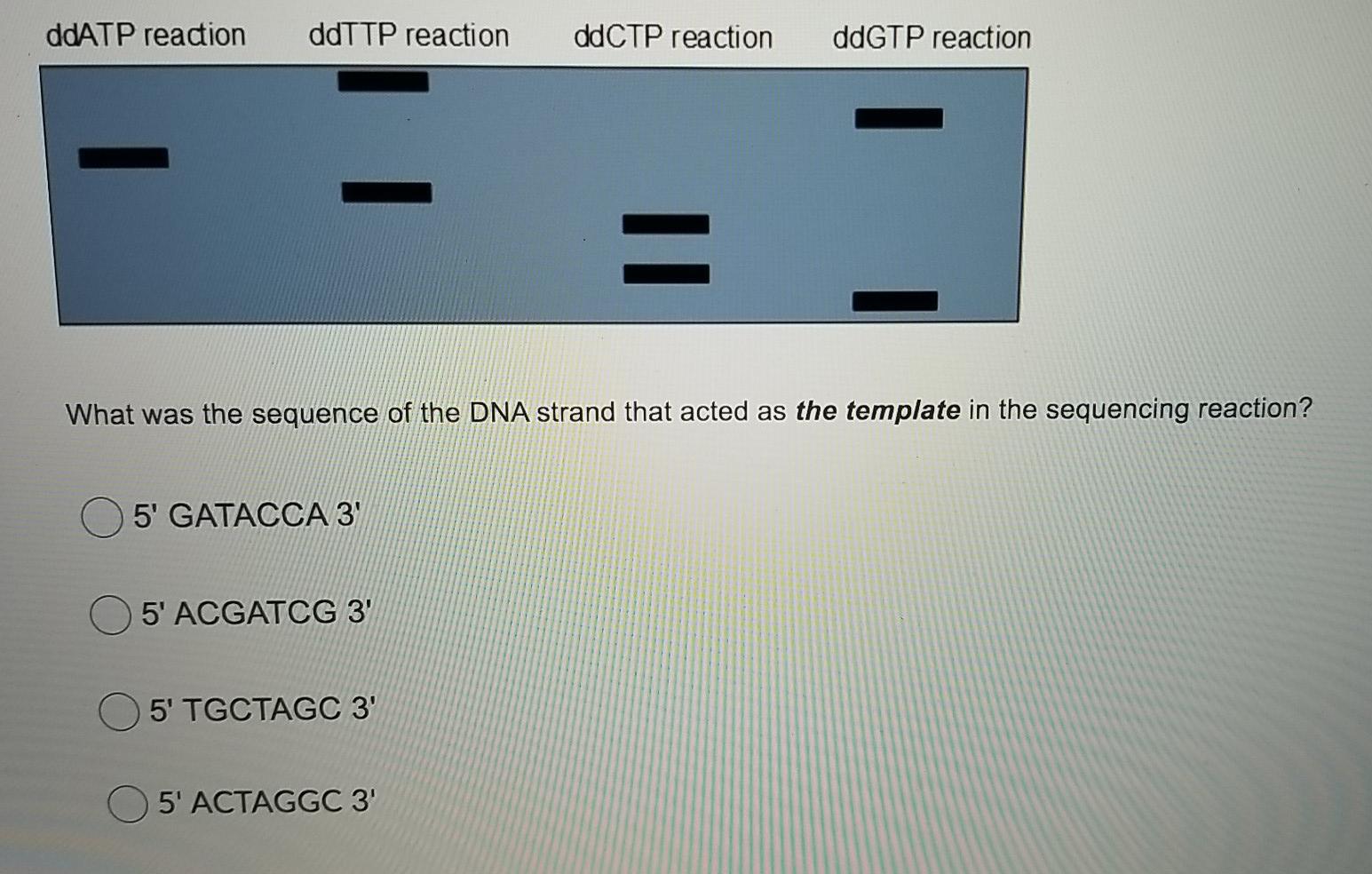 Solved ddATP reaction ddTTP reaction ddCTP reaction ddGTP | Chegg.com