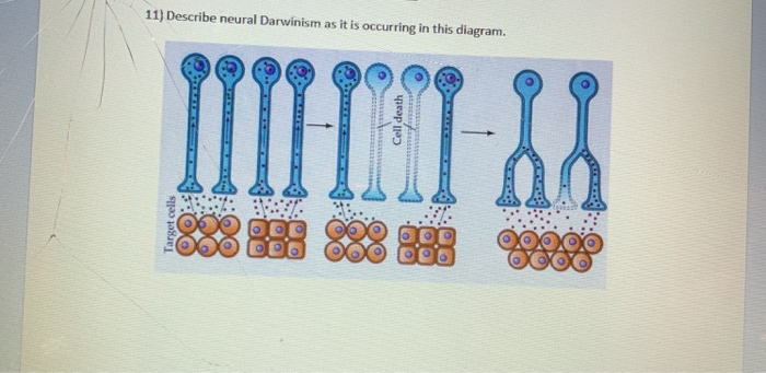 Solved 11) Describe neural Darwinism as it is occurring in | Chegg.com