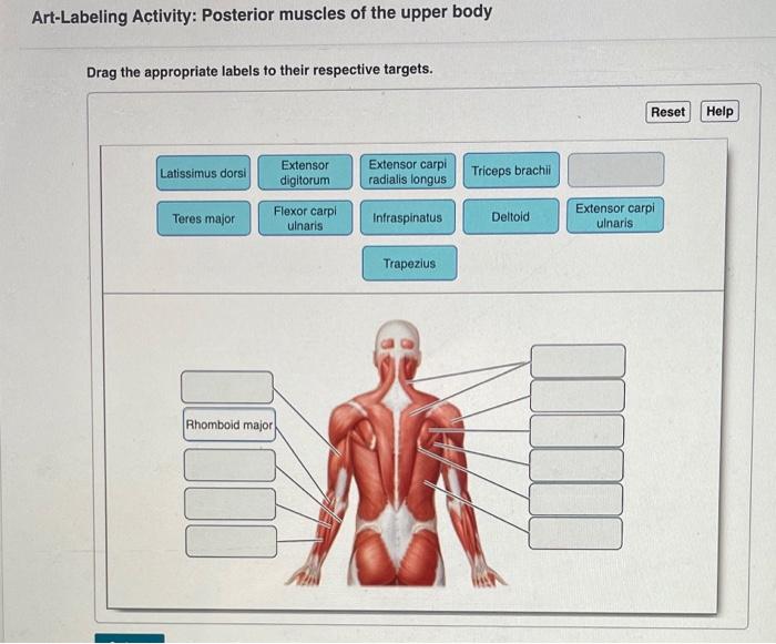 Solved Art-Labeling Activity: Posterior muscles of the upper | Chegg.com