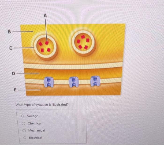 Solved What type of synapse is illustrated? Voltage Chemical | Chegg.com