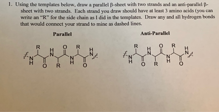 Solved 1. Using the templates below, draw a parallel B-sheet | Chegg.com