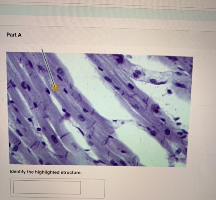 Solved Part A Identify the highlighted structure. | Chegg.com