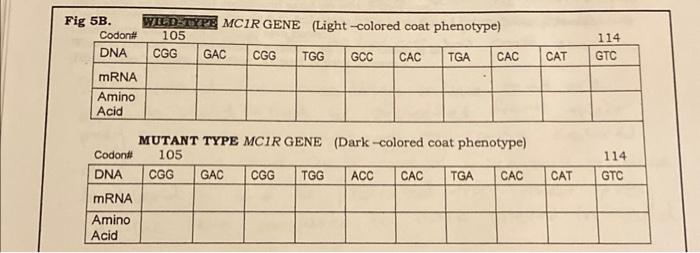 Solved MOLECULAR GENETICS OF COLOR MUTATIONS IN ROCK POCKET | Chegg.com