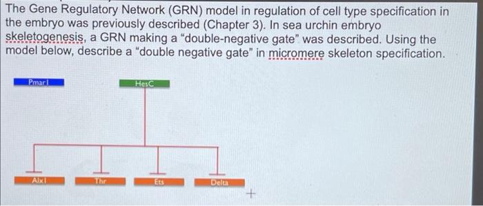 Solved The Gene Regulatory Network (GRN) model in regulation | Chegg.com