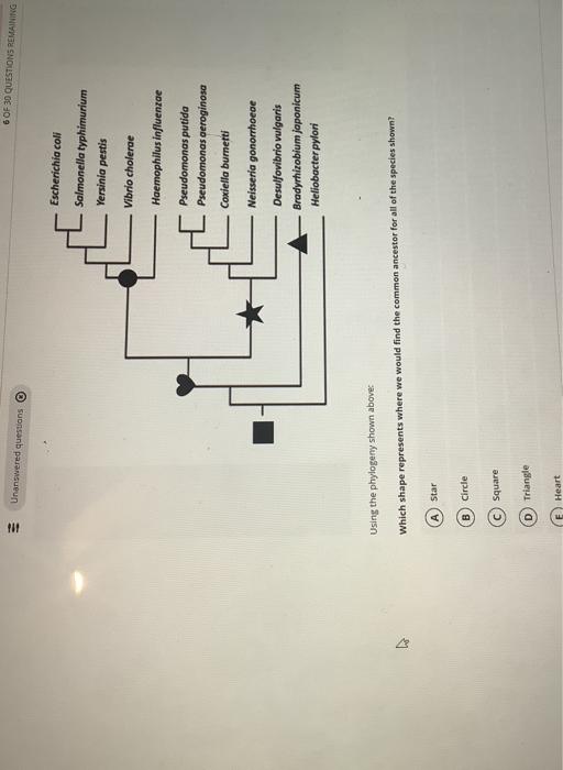 Solved Using the phylogeny shown abover Which shape | Chegg.com