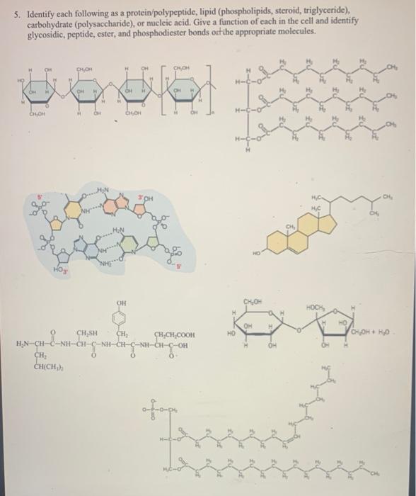 Solved Associate each following as a protein or polypeptide, | Chegg.com