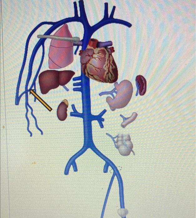 Solved Name the blood vessel indicated by the tip of the | Chegg.com