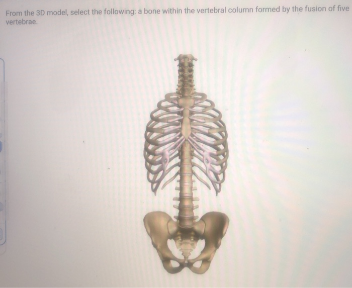 Solved From the 3D model, select the following: a cervical | Chegg.com
