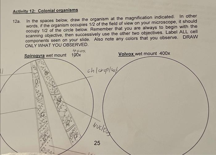 Activity 12: Colonial organisms 12a. In the spaces | Chegg.com