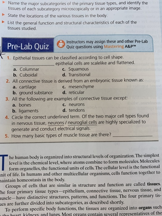 Solved: Name The Major Subcategories Of The Primary Tissue... | Chegg.com