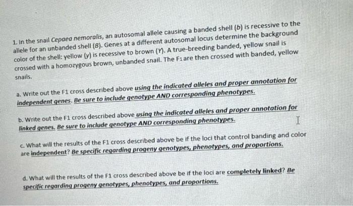 Solved note: banded shell (b) is recessive to the unbanded | Chegg.com