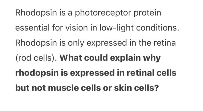 Solved Rhodopsin is a photoreceptor protein essential for | Chegg.com