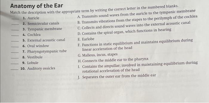Solved Anatomy of the Ear Match the description with the | Chegg.com