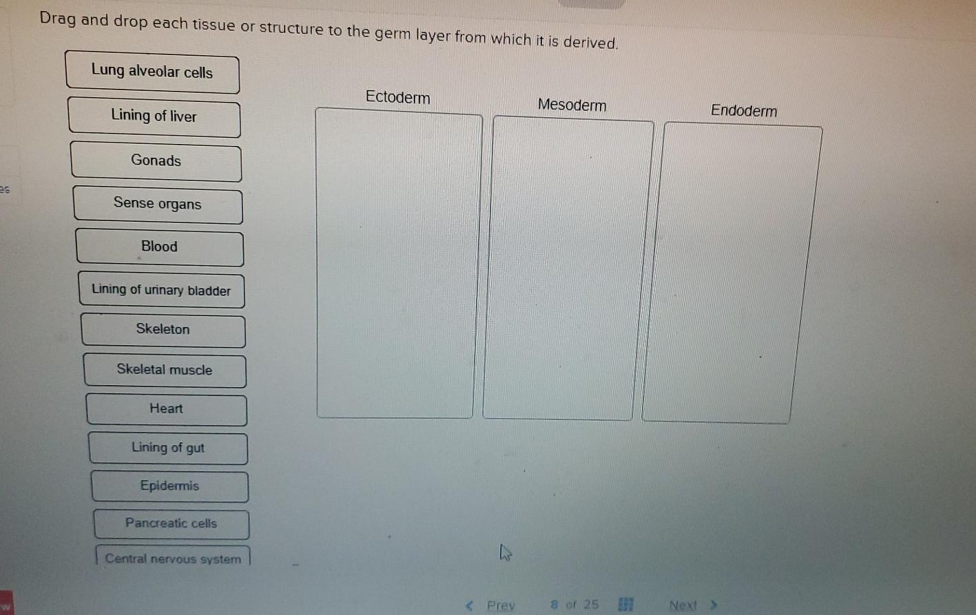 Solved Drag and drop each tissue or structure to the germ | Chegg.com