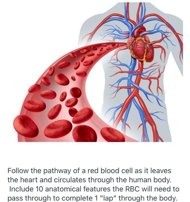 Solved Follow the pathway of a red blood cell as it leaves | Chegg.com