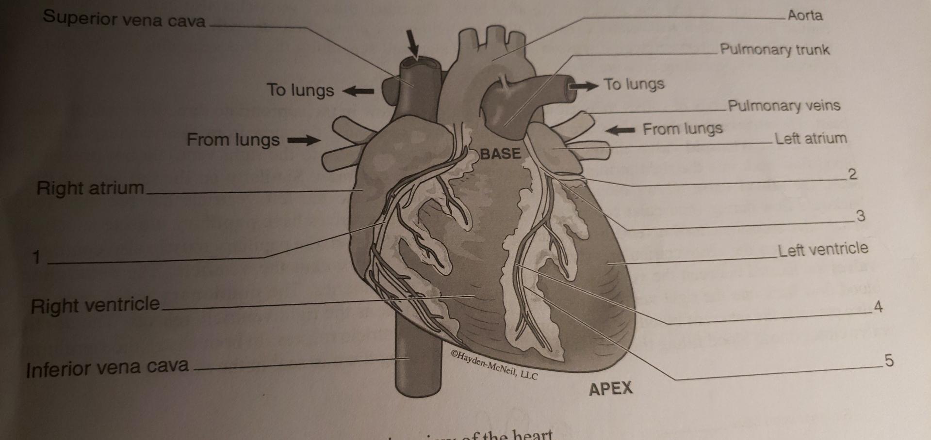 Solved Superior vena cava Right atrium Right ventricle | Chegg.com