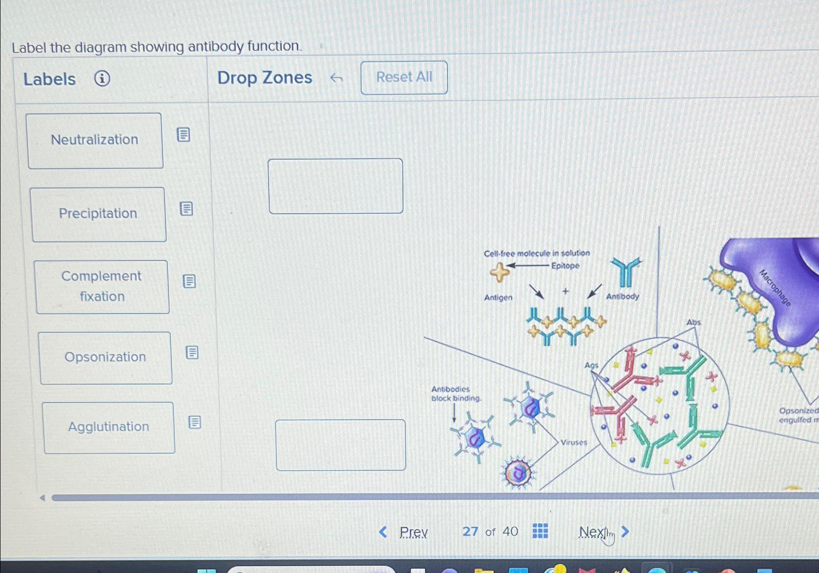 Solved Label the diagram showing antibody | Chegg.com