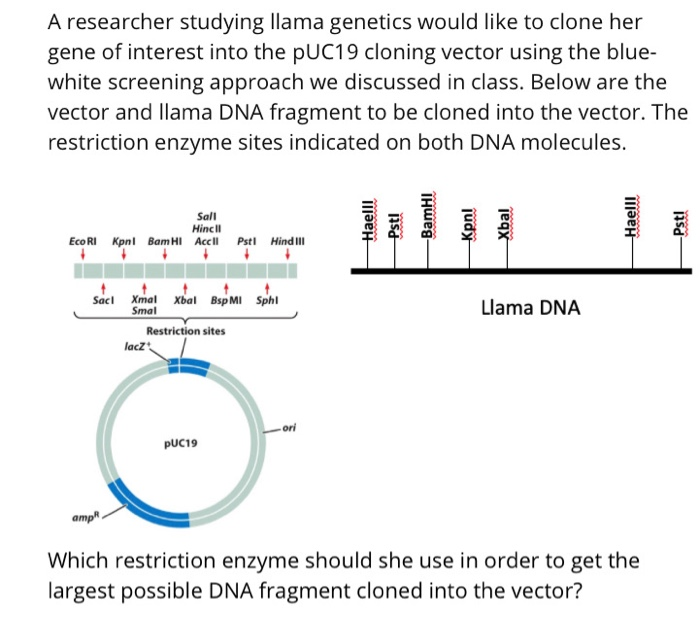 Solved A researcher studying llama genetics would like to | Chegg.com