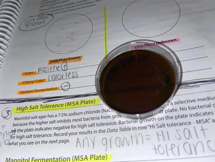 Solved This is an Eosin Methylene Blue (EMB) agar plate. I | Chegg.com