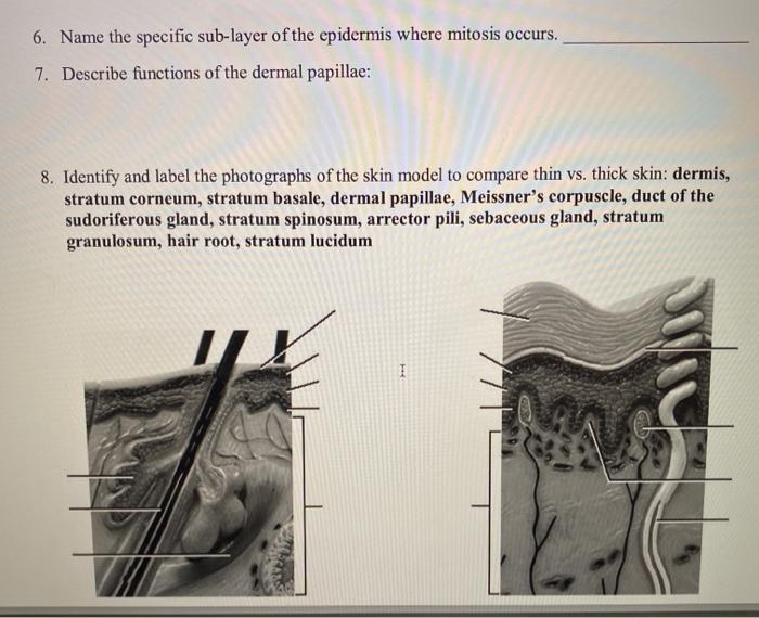 Solved 6. Name the specific sub-layer of the epidermis where | Chegg.com