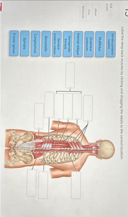 Solved Label the deep back muscles by clicking and dragging | Chegg.com