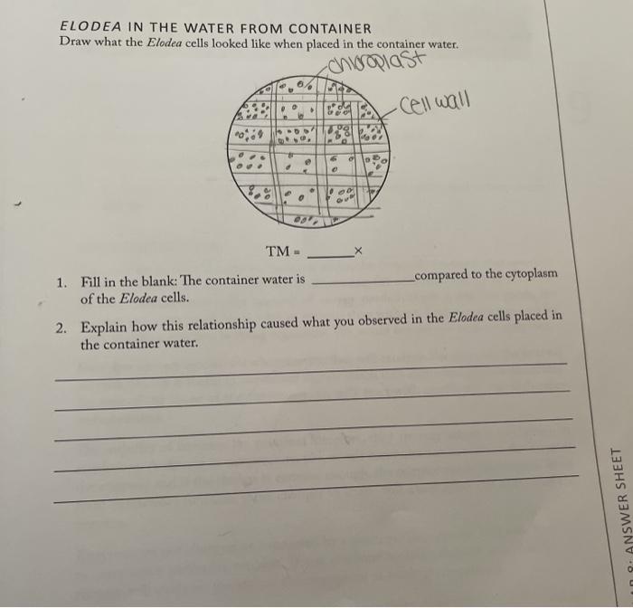 Solved ELODEA IN DISTILLED WATER Draw what the Elodea cells | Chegg.com