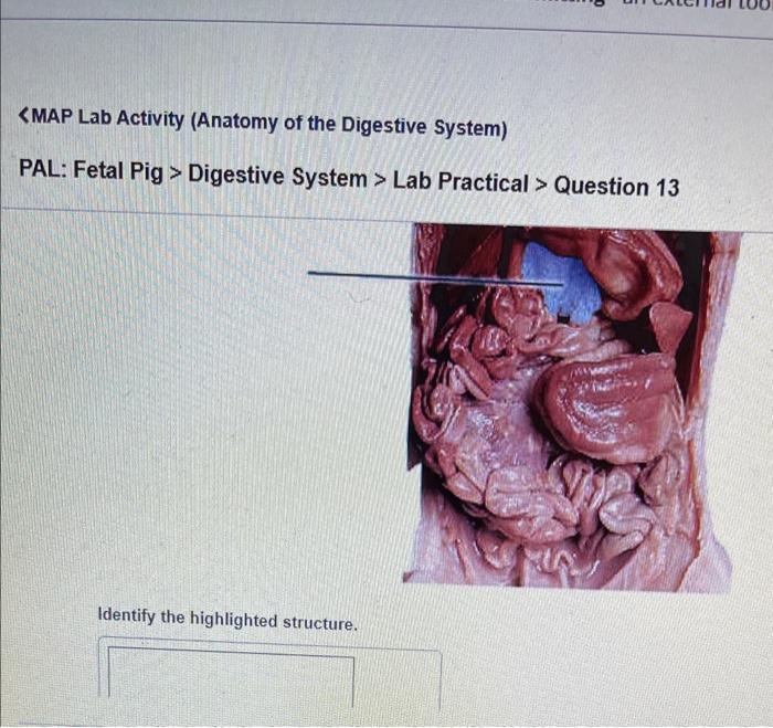 Solved «MAP Lab Activity (Anatomy of the Digestive System) | Chegg.com
