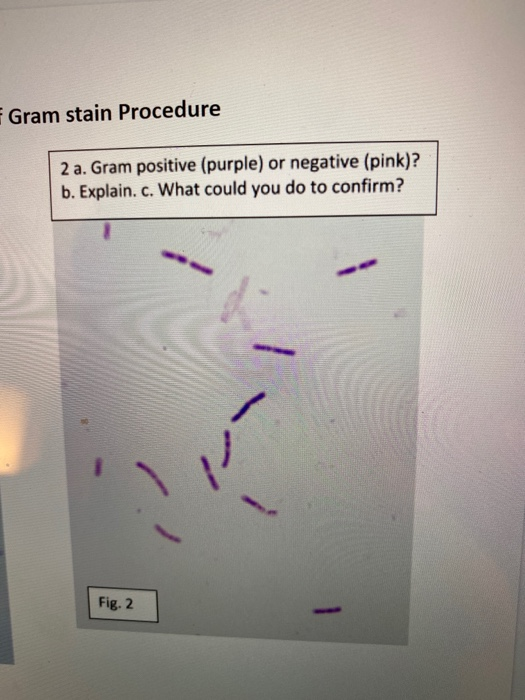 Solved 2a. Is this specimen: Gram postitive (purple) or gram | Chegg.com