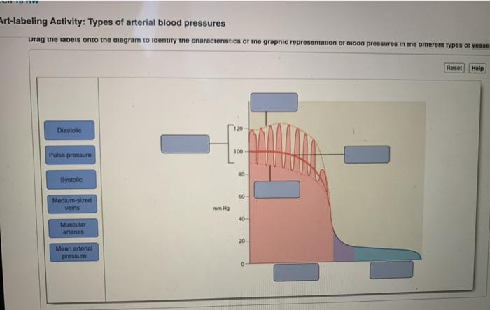 Solved Art-labeling Activity: Types of arterial blood | Chegg.com