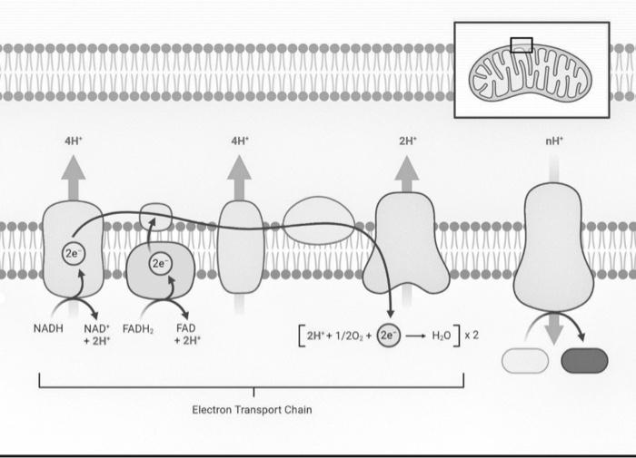 Electron Transport Chain Labeled Diagram