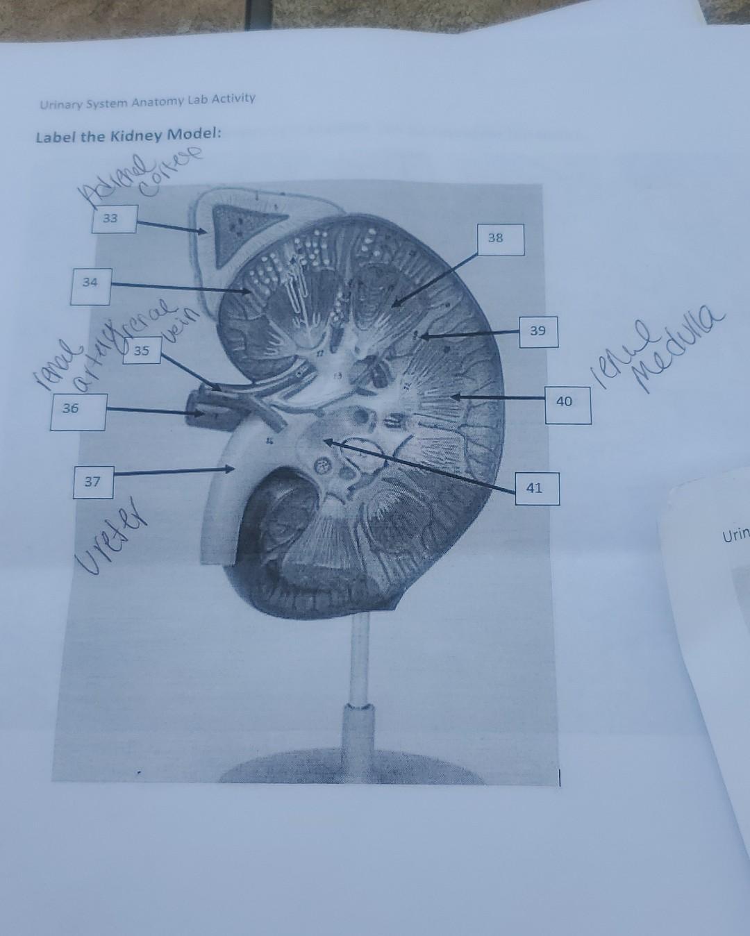 Solved Urinary System Anatomy Lab Activity Label the kidney | Chegg.com