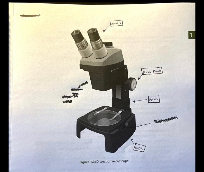 Solved Label the objective lens and the light switch in the | Chegg.com