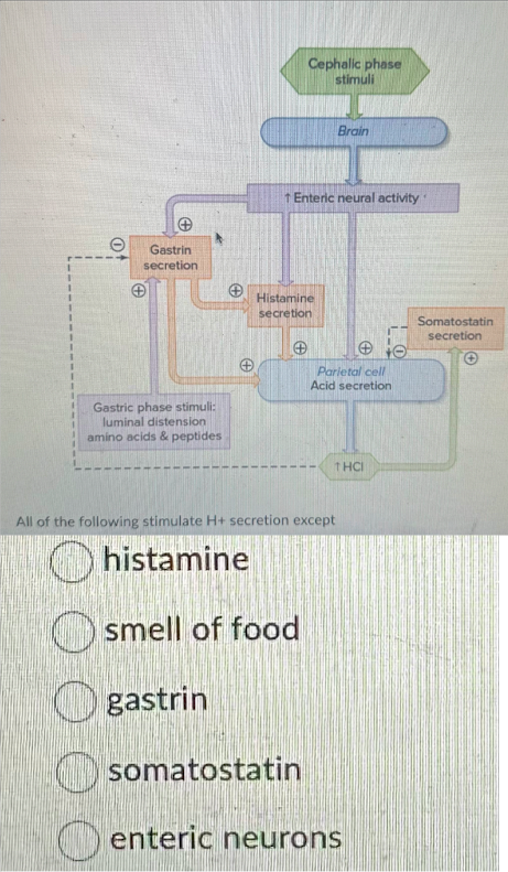Solved All of the following stimulate H+ ﻿secretion | Chegg.com