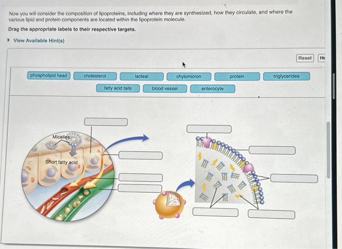 Solved Now you will consider the composition of | Chegg.com