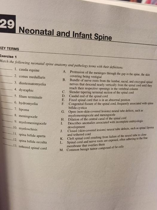 Solved 29 Neonatal and Infant Spine KEY TERMS Exercise 1 | Chegg.com
