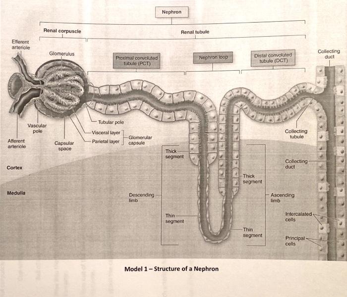 Solved Nephron Renal corpuscle Renal tubule Efferent | Chegg.com