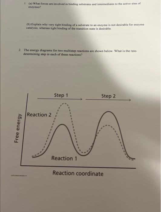 Solved 1. (a) What forces are involved in binding substrates | Chegg.com