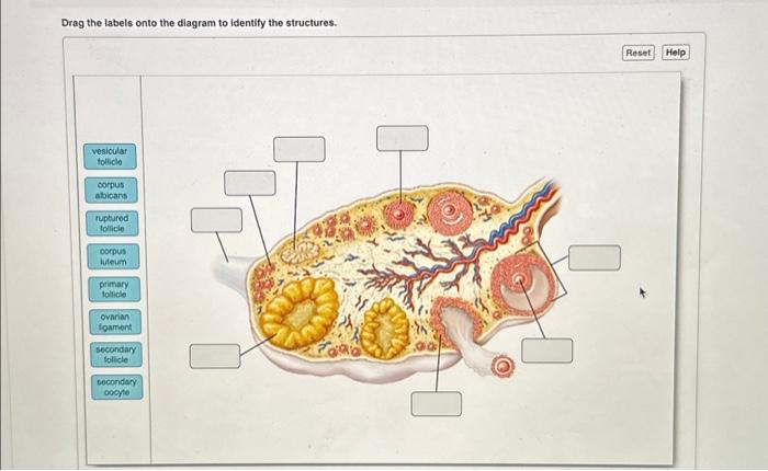 Solved Drag the labels onto the diagram to identify the | Chegg.com