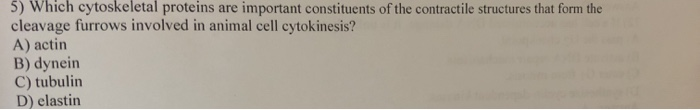 Solved 5) Which cytoskeletal proteins are important | Chegg.com