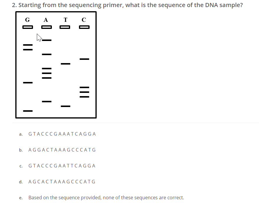 Starting from the sequencing primer, what is the | Chegg.com