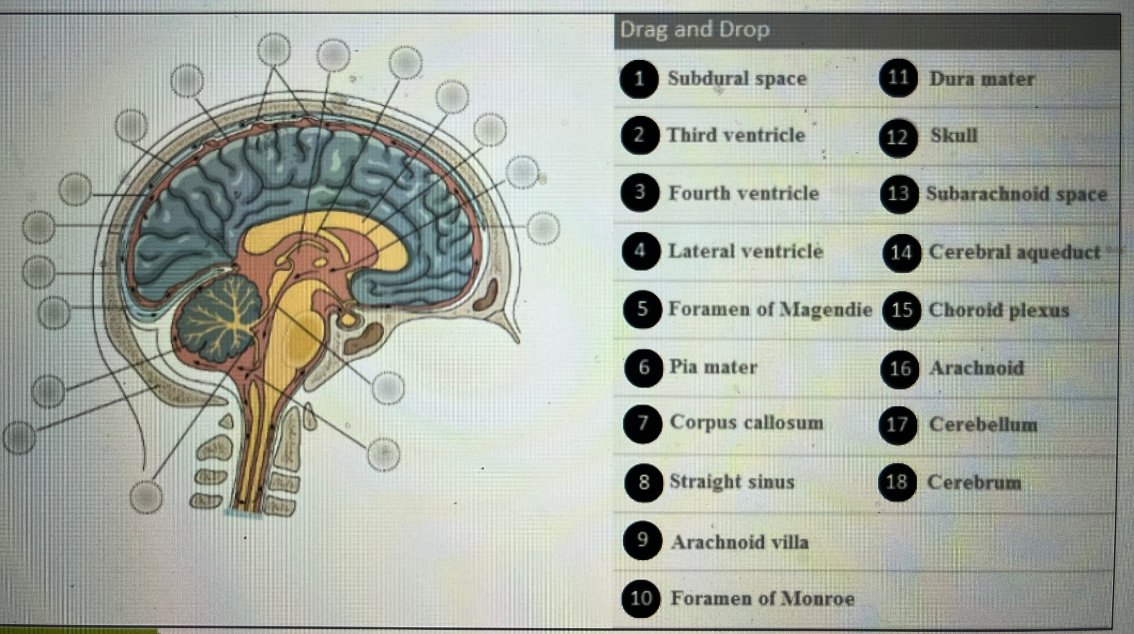 Solved Identify the anatomical location of major organs in | Chegg.com